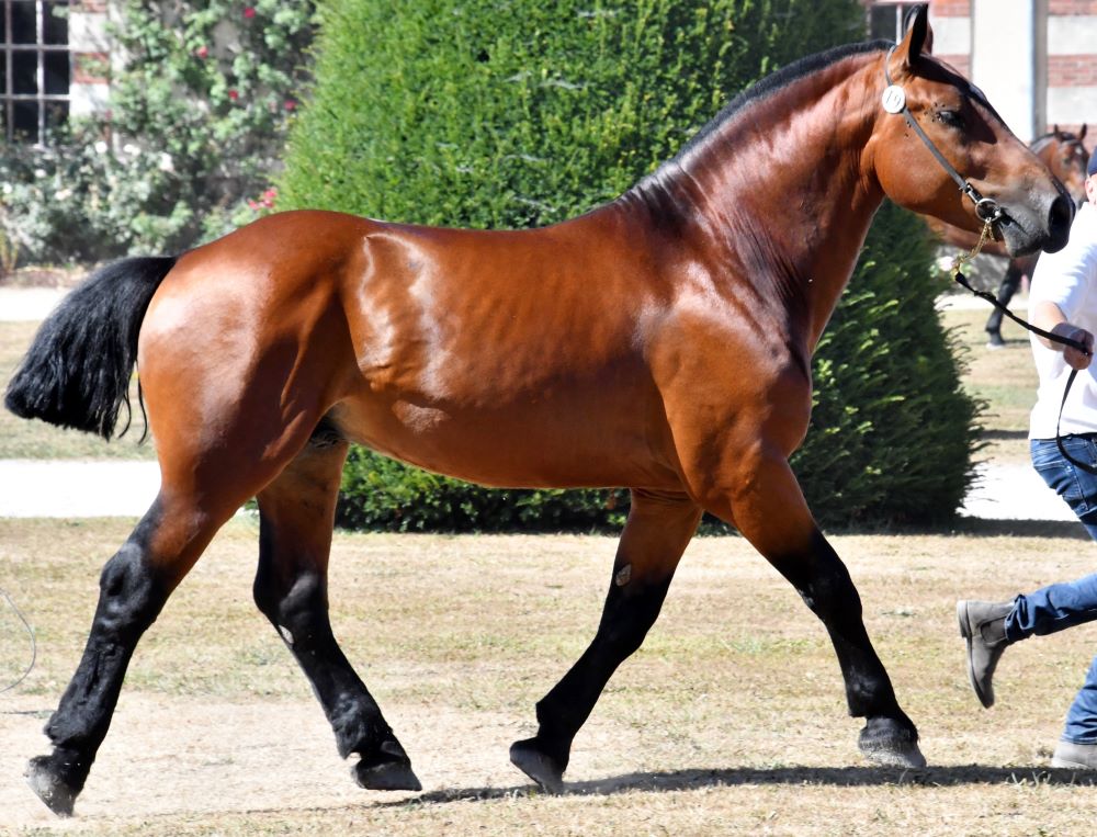 Etalons du Syndicat | Syndicat National des Éleveurs et Utilisateurs de Chevaux Cob Normand